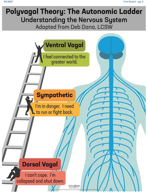 The Polyvagal Ladder And How It Can Help You Counselling In Hamilton