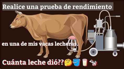 Cuántos litros de leche da por día una buena vaca lechera Prueba