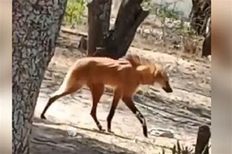 VIDEO Un Aguará Guazú se paseó por el patio de una casa en Sumampa