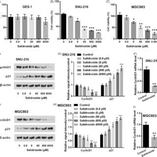 Salidroside Suppressed The Migration And Invasion Of Gc Cells Snu