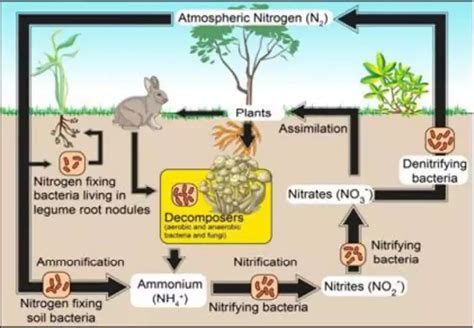 Nitrogen Cycle Explained Definition Steps And Importance