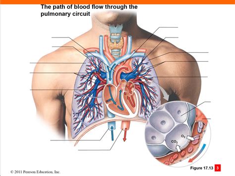 A P Ii Exam I Path Through Pulmonary Circuit Diagram Quizlet