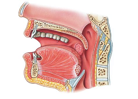 Sagittal Section Of Oral Cavity Diagram Quizlet