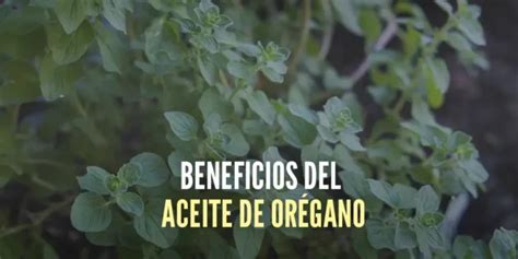 Qu Beneficios Tiene El Aceite De Or Gano Y C Mo Tomarlo