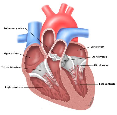 Chapter The Heart The Chambers Diagram Quizlet