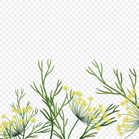 Fennel Flower Png Picture Watercolor Fennel Flower Bouquet Flowers