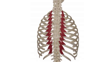 Levatores Costarum Actions Attachments TeachMeAnatomy