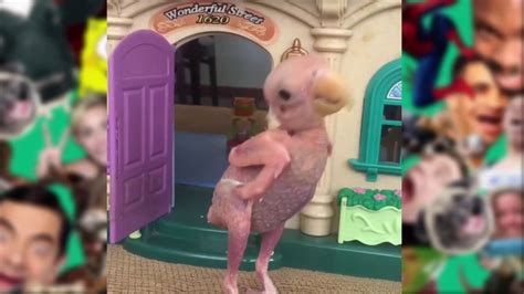 Naked Bird Who Lost Her Feathers Is So Loved Now Youtube