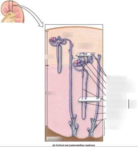 Cortical And Juxtamedullary Nephrons Diagram Quizlet