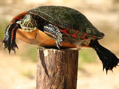 Stand In The Rain A Turtle On The Fence Post