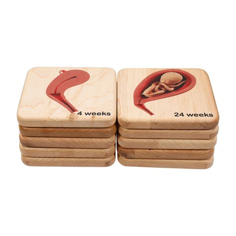 Pregnancy Timeline Pregnancy Stages Pregnancy Gifts Stages Of Fetal