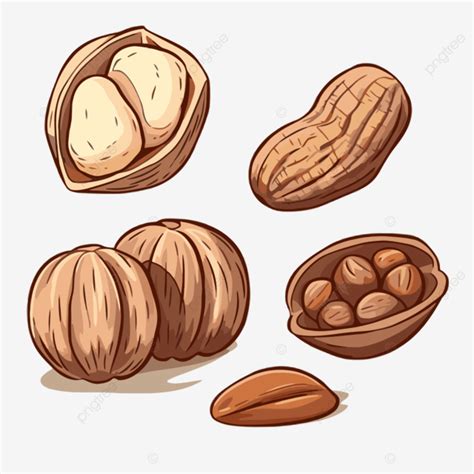 Nueces Clipart Dibujado A Mano Nogal Conjunto De Nueces Dibujos