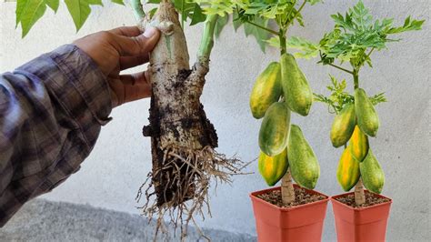 Propagar Esquejes De Papaya O Lechosa Papaya Enana En Maceta Con Muchos