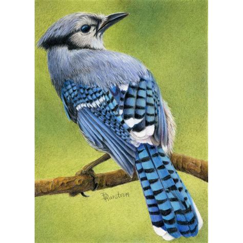 Blue Jay Colored Pencil Drawing Diana Ranstrom Art