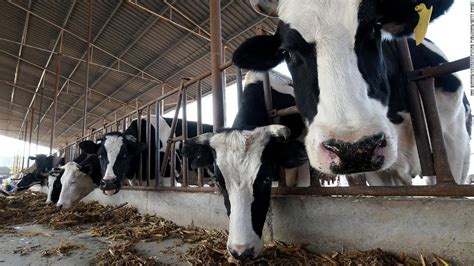 産乳量が異常に多いスーパー乳牛3頭のクローン作成に成功 中国報道 CNN co jp