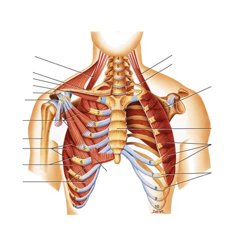 Chest Muscles Diagram Quizlet