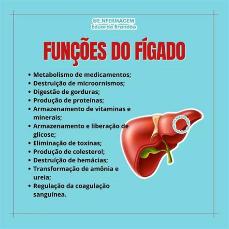Funções do fígado Material de enfermagem Função do figado Como