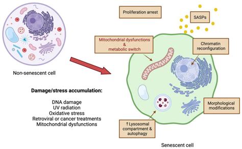 Pharmaceutics Free Full Text Targeting Mitochondria To Control