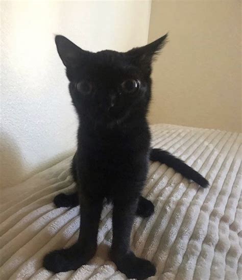 Jinx The Black Cat With Big Feet