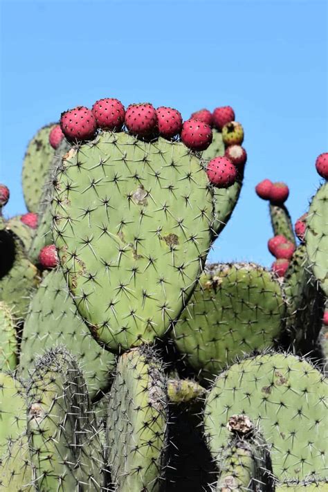 Prickly Pear Vs Dragon Fruit Benefits Nutrition And More