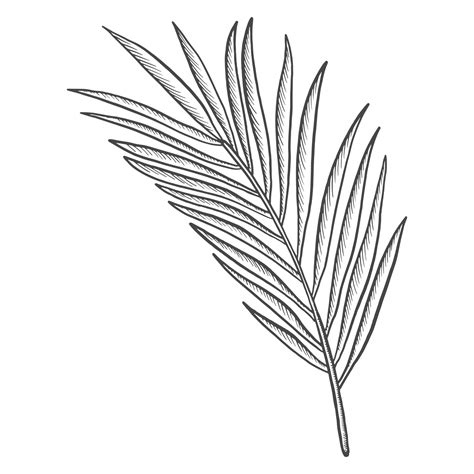 Palm Leaf Outline