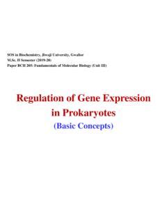 Regulation Of Gene Expression In Prokaryotes Regulation Of Gene