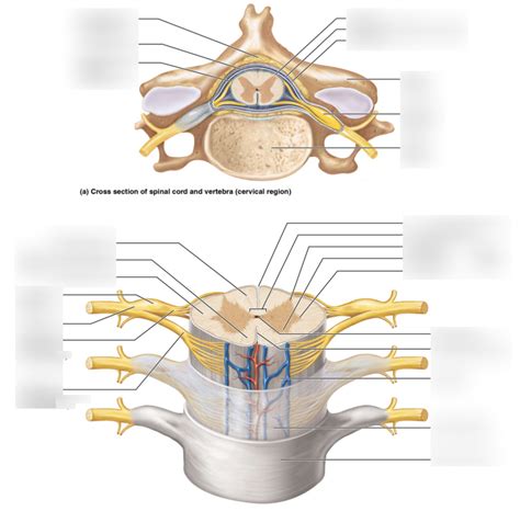 Cross Section Of Spinal Cord Diagram Quizlet
