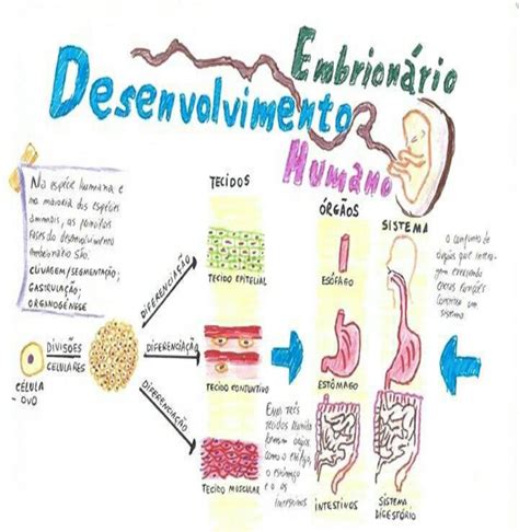 MAPAS MENTAIS DA EMBRIOLOGIA Microbiologia
