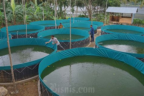 Budidaya Ikan Sistem Bioflok Dari Dana Desa