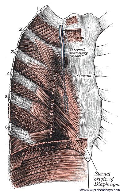 Posterior Thorax Muscles