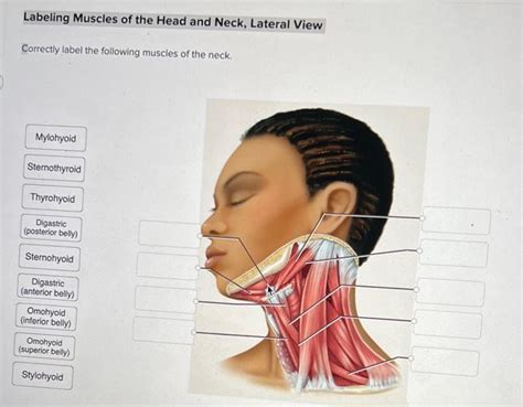 Solved Labeling Muscles Of The Head And Neck Lateral View Chegg