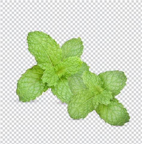 Premium PSD Set Of Fresh Green Leaf Mint Isolated On White Background