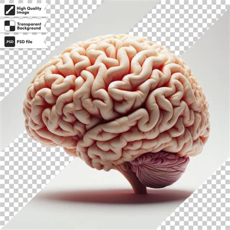 Premium PSD PSD Human Brain On Transparent Background With Editable