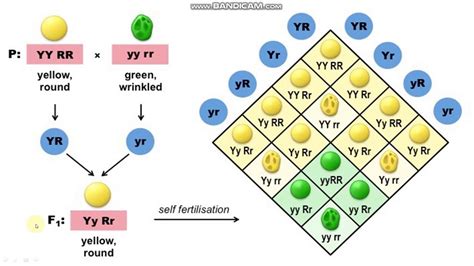 class 12 ch 5 part 05 principles of inheritance and variation youtube