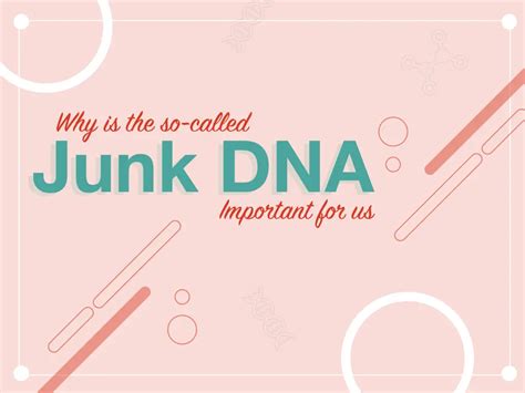 Why Is The So Called Junk DNA Important For Us Genetic Education