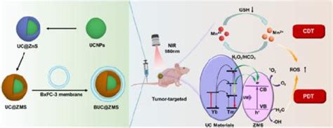 Cancer Cell Membrane Coated Upconversion Nanoparticles Znxmn Xs Core