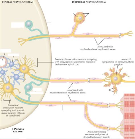 CNS To PNS Diagram Quizlet