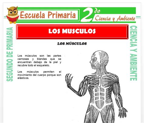 Los Musculos Para Ninos