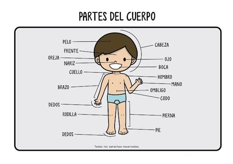 El Cuerpo Y La Propia Imagen Imagen Del Cuerpo Humano