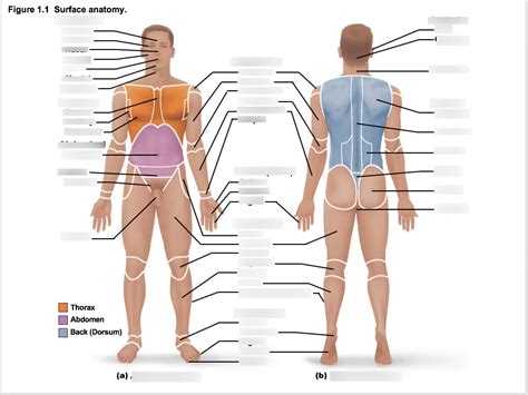 Surface Anatomy Diagram Quizlet