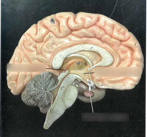 Brain Model Part Diagram Quizlet