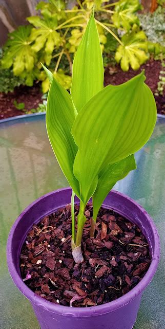 Biosfera Vegetal Lirio De Los Valles O Muguet Convallaria Majalis L