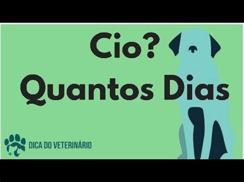 Qual Intervalo Entre O Cio Da Cadela A Cada Quanto Tempo Entra Em Cio
