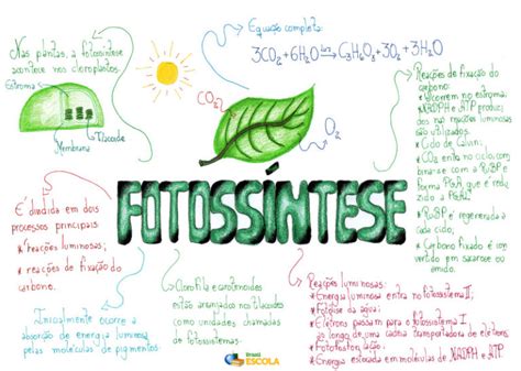 Fotossíntese resumos e mapas mentais Infinittus