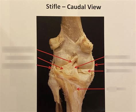 Stifle Ligaments Caudal Diagram Quizlet