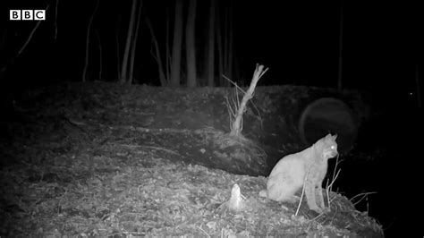 V Deos Raros Mostram Animais Selvagens De Chernobyl Bbc News Brasil