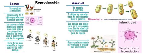 anfitrión Triatleta Puntero cuales son las caracteristicas de la