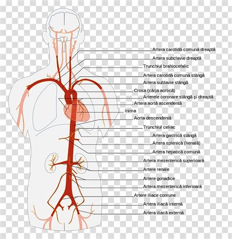 Artery Human Anatomy Thorax Abdomen Png Clipart Abdomen Abdominal
