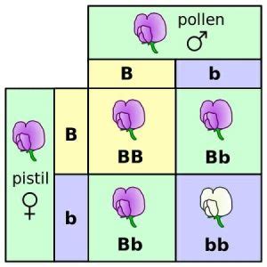 Allele Definition And Examples Biology Dictionary