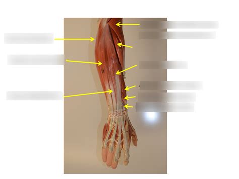 Posterior Lower Arm Muscles Diagram Quizlet